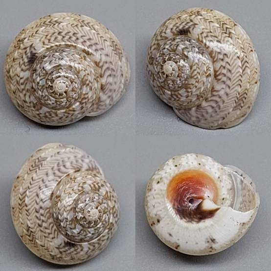 shellauction.net :: Ethalia catharinae - 3872172