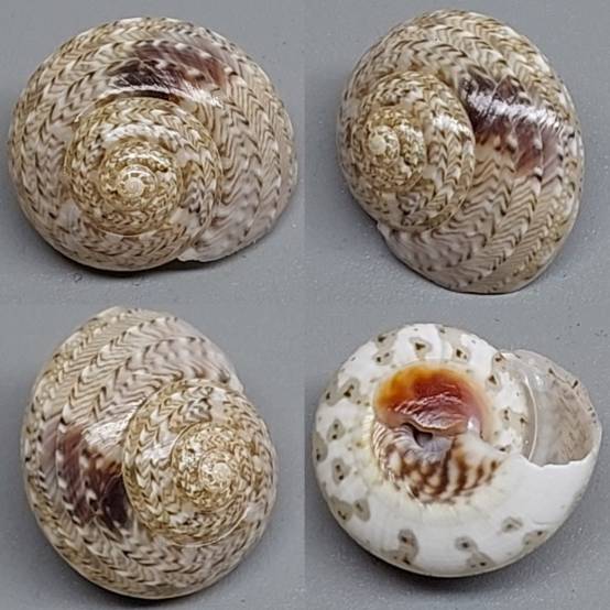 shellauction.net :: Ethalia catharinae - 3872173
