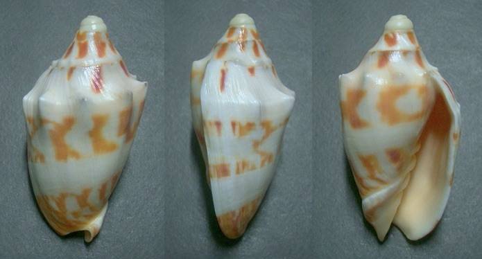 shellauction.net :: Cymbiola deshayesi - 3872174