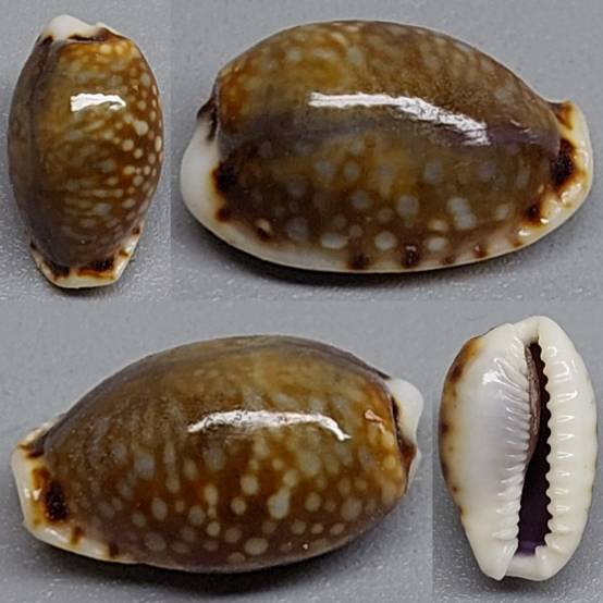 shellauction.net :: Naria labrolineata - 3872186