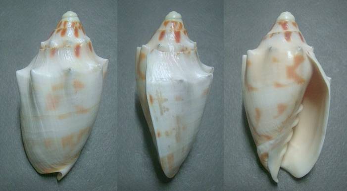 shellauction.net :: Cymbiola deshayesi - 3872192