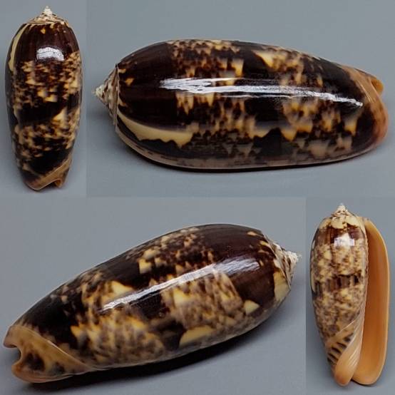 shellauction.net :: Oliva miniacea saturata - 3872561