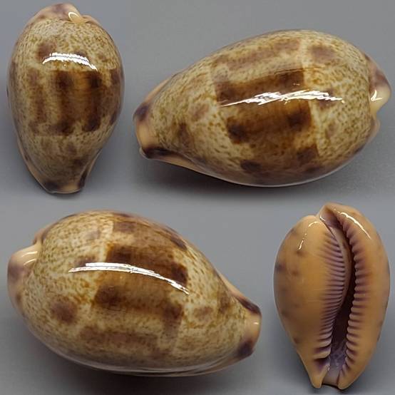 shellauction.net :: Contradusta walkeri - 3872919