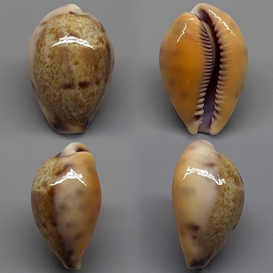 shellauction.net :: Contradusta walkeri - 3872923