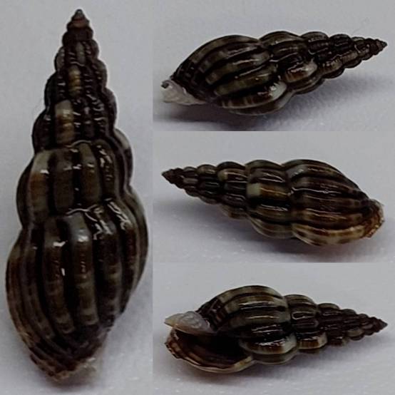 shellauction.net :: Phos roseatus - 3873242