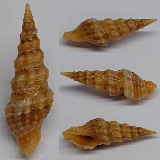 shellauction.net :: Funa laterculoides - 3873259