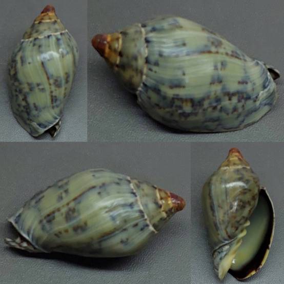 shellauction.net :: Cymbiola flavicans - 3873324
