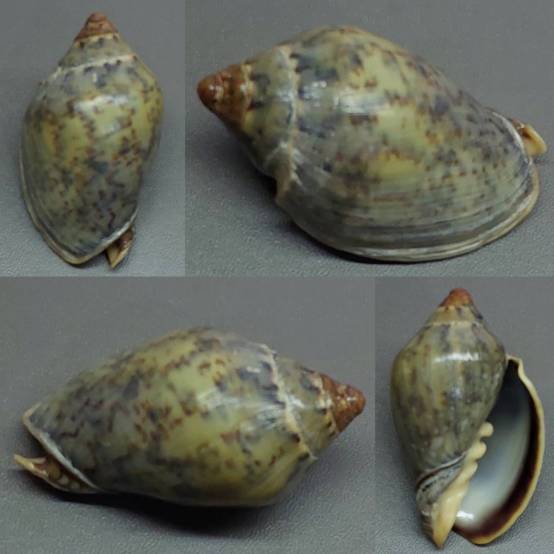shellauction.net :: Cymbiola flavicans - 3873327