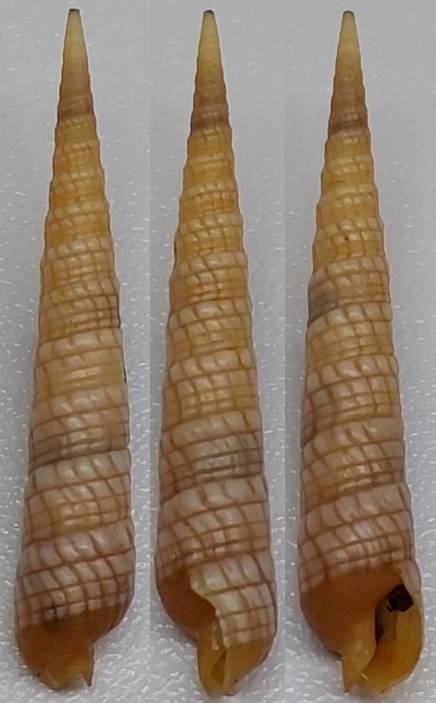 shellauction.net :: Terebra babylonia - 3873454