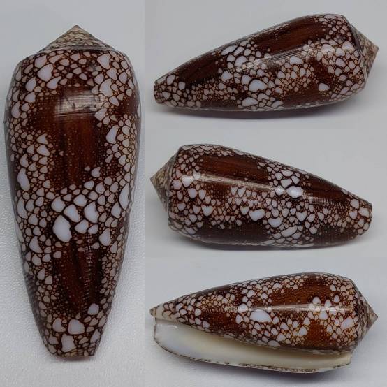 shellauction.net :: Conus omaria - 3873631