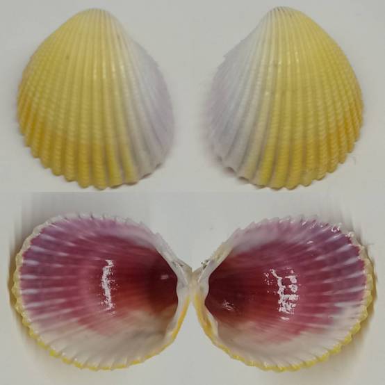 shellauction.net :: Vasticardium subrugosum - 3873763