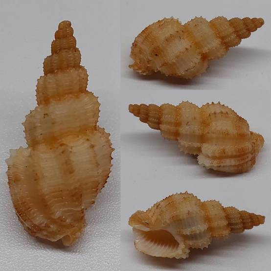 shellauction.net :: Phos roseatus - 3873823