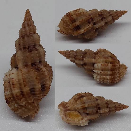shellauction.net :: Phos roseatus - 3873825