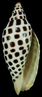 shellauction.net :: Scaphella junonia elizabethae - 3873899