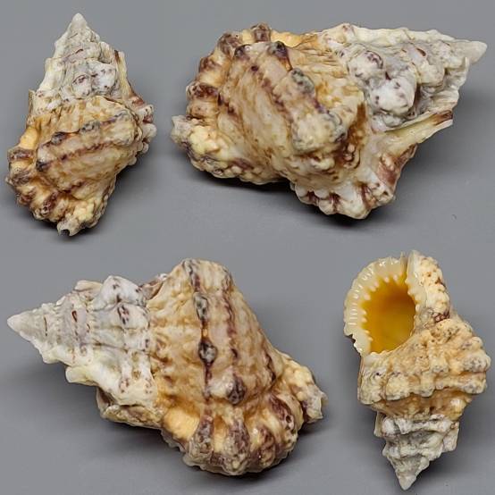 shellauction.net :: Bursa tuberosissima - 3873953