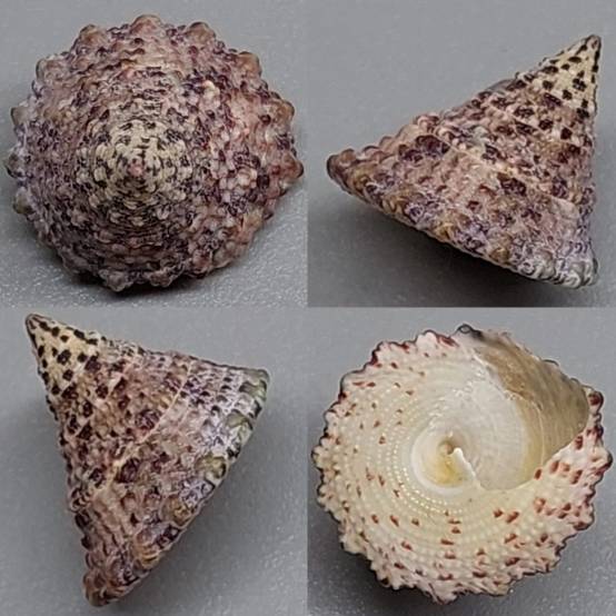 shellauction.net :: Trochus maculatus - 3874054
