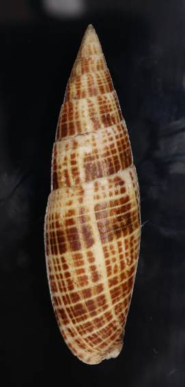 shellauction.net :: Nebularia inquinata - 3874251