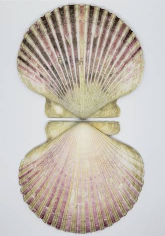 shellauction.net :: Argopecten purpuratus - 3874304