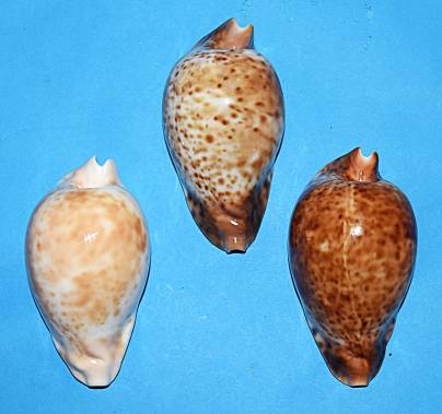 shellauction.net :: Umbilia hesitata hesitata - 3874327