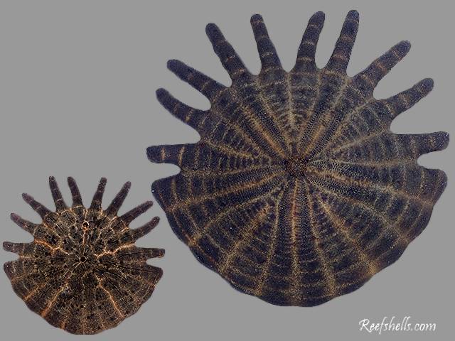 shellauction.net :: Heliophora orbiculus - 3874393