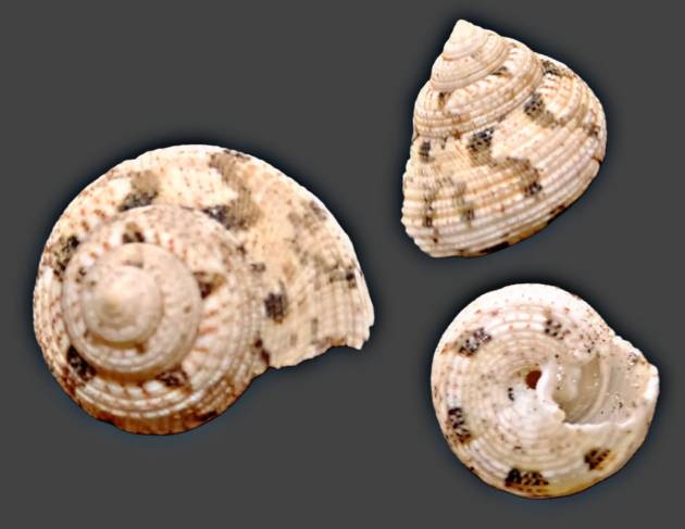 shellauction.net :: Trochus sp. - 3874529