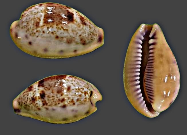 shellauction.net :: Contradusta walkeri walkeri - 3874561