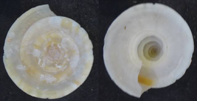 shellauction.net :: Discotectonica acutissima - 3874569