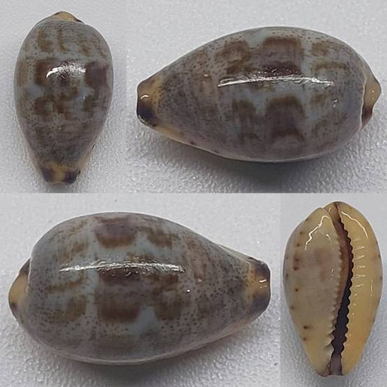 shellauction.net :: Contradusta walkeri - 3874685
