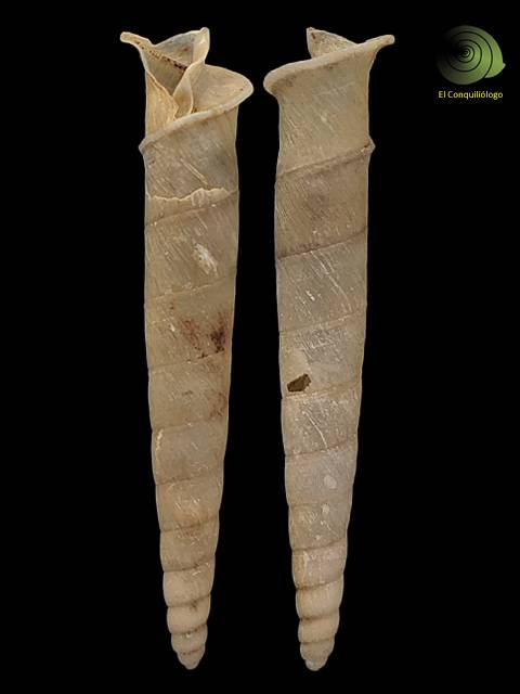 shellauction.net :: Rhodea mariaalejandrae - 3874766