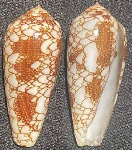 shellauction.net :: Conus omaria - 3874882