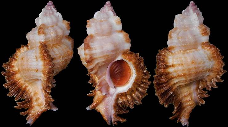 shellauction.net :: Chicomurex laciniatus - 3874927