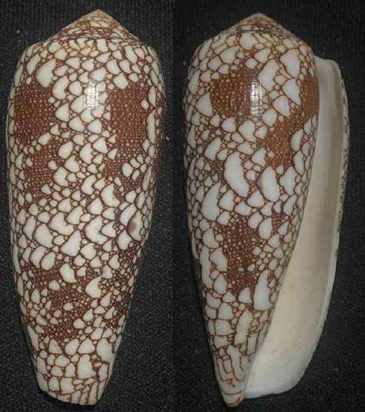 shellauction.net :: Conus omaria - 3875022