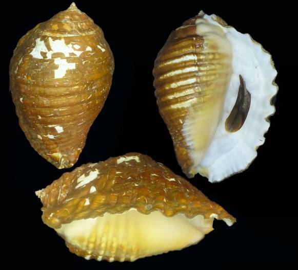 shellauction.net :: Titanostrombus galeatus - 3875031