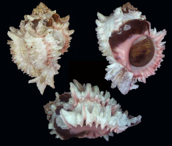 shellauction.net :: Phyllonotus regius - 3875115