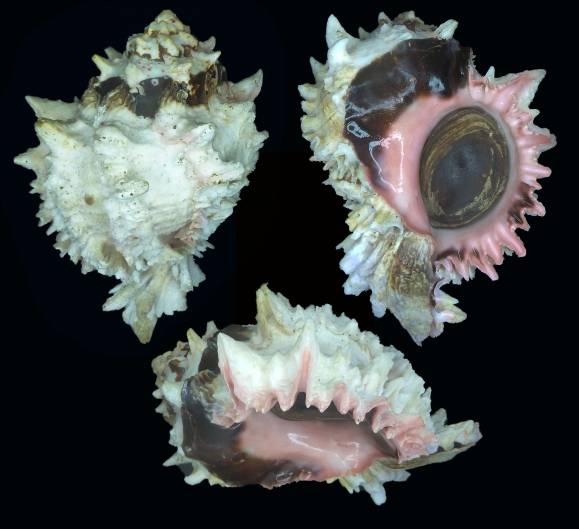 shellauction.net :: Phyllonotus regius - 3875129