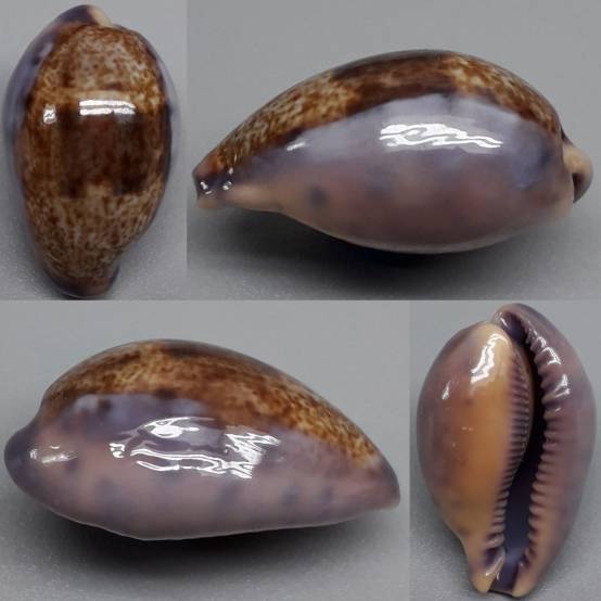 shellauction.net :: Contradusta walkeri - 3875314