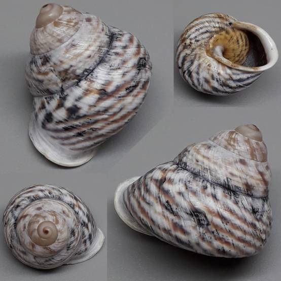 shellauction.net :: Canefriula lacteolata - 3875324