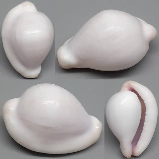 shellauction.net :: Ovula costellata - 3875377