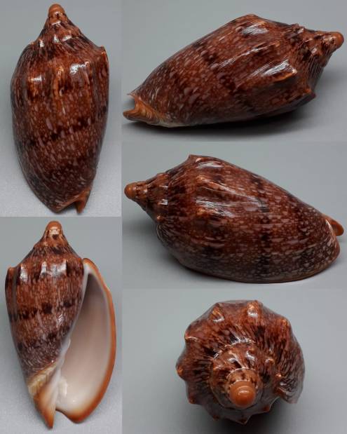 shellauction.net :: Cymbiola innexa - 3875378