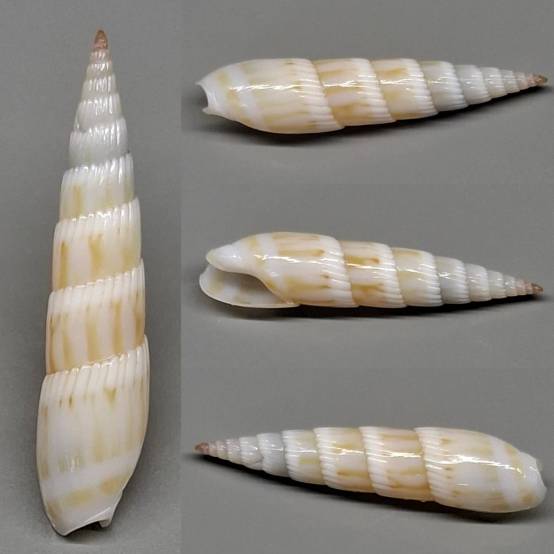 shellauction.net :: Terebra sp. - 3875555