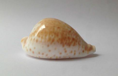 shellauction.net :: Umbilia hesitata - 3876300