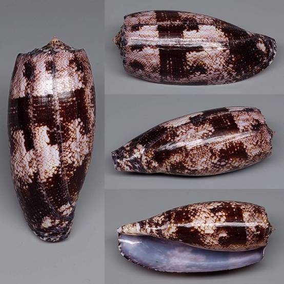 shellauction.net :: Conus geographus - 3876535