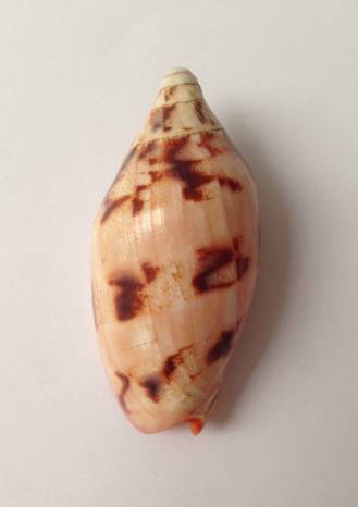 shellauction.net :: Cymbiola rutila - 3876585