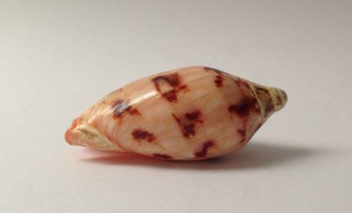 shellauction.net :: Cymbiola rutila - 3876585