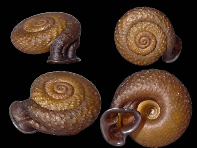 shellauction.net :: Moellendorffia loxotata - 3876601