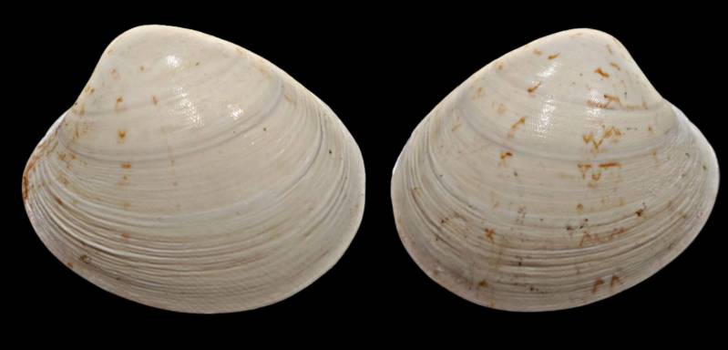 shellauction.net :: Dosinia contusa - 3876713