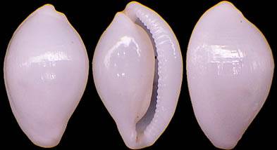 shellauction.net :: Volva sp. - 3877402