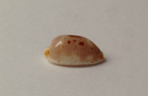 shellauction.net :: Cypraea hirundo francisca - 3877421