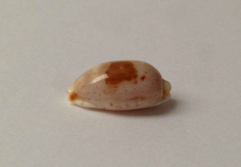 shellauction.net :: Cypraea hirundo francisca - 3877421