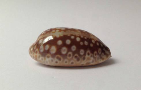 shellauction.net :: Cypraea zebra - 3877439
